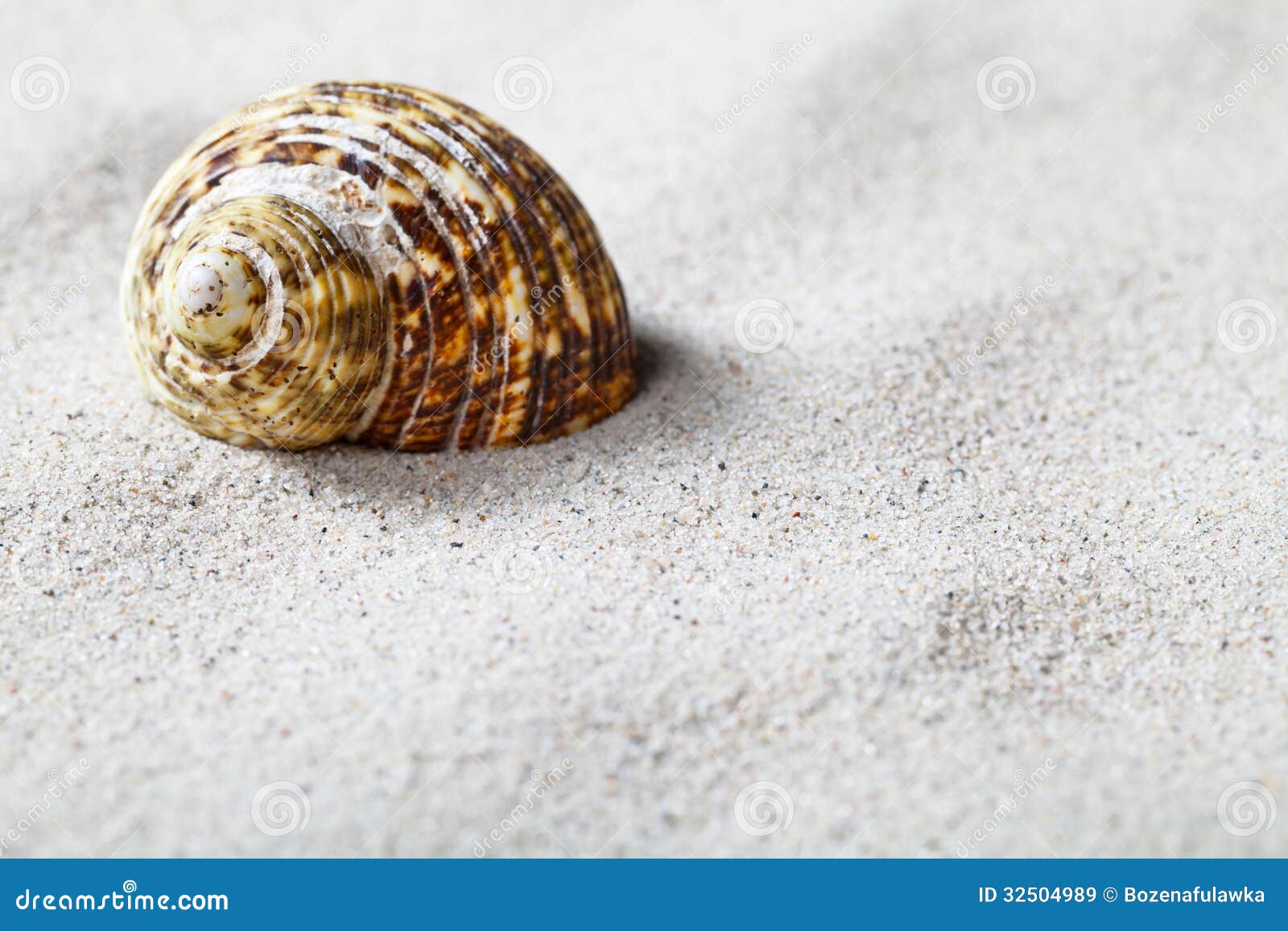 Sand and Shell stock image. Image of background, shells - 32504989