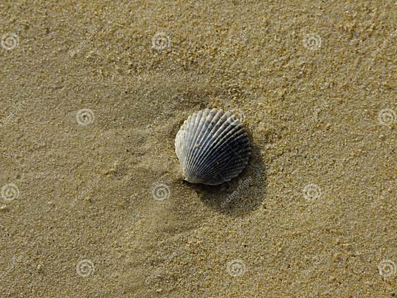 Sand and shellfish stock photo. Image of texture, sand - 106621464