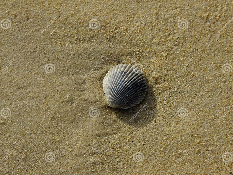 Sand and shellfish stock photo. Image of texture, sand - 106621464