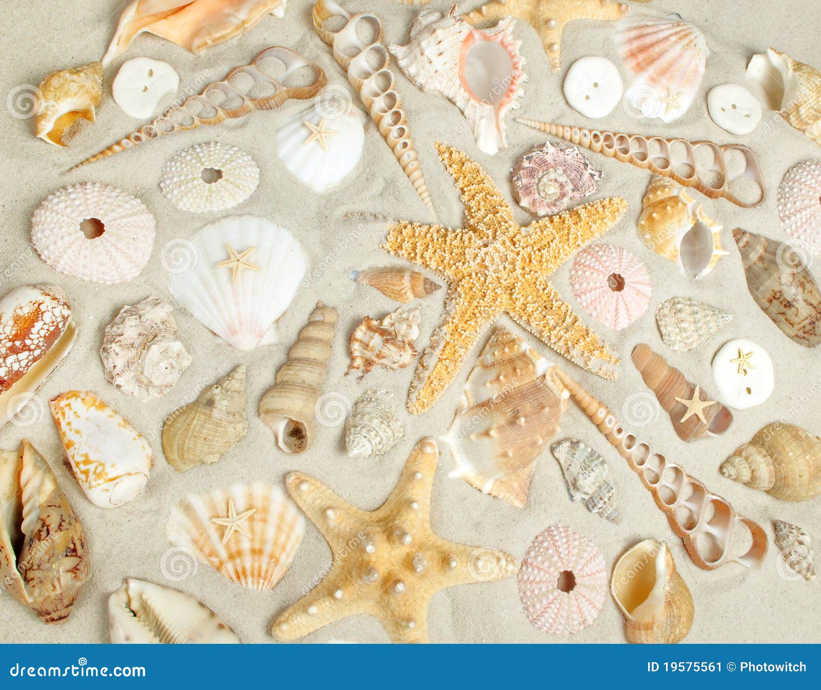Sand and shells stock image. Image of fish, sandy, starfish - 19575561