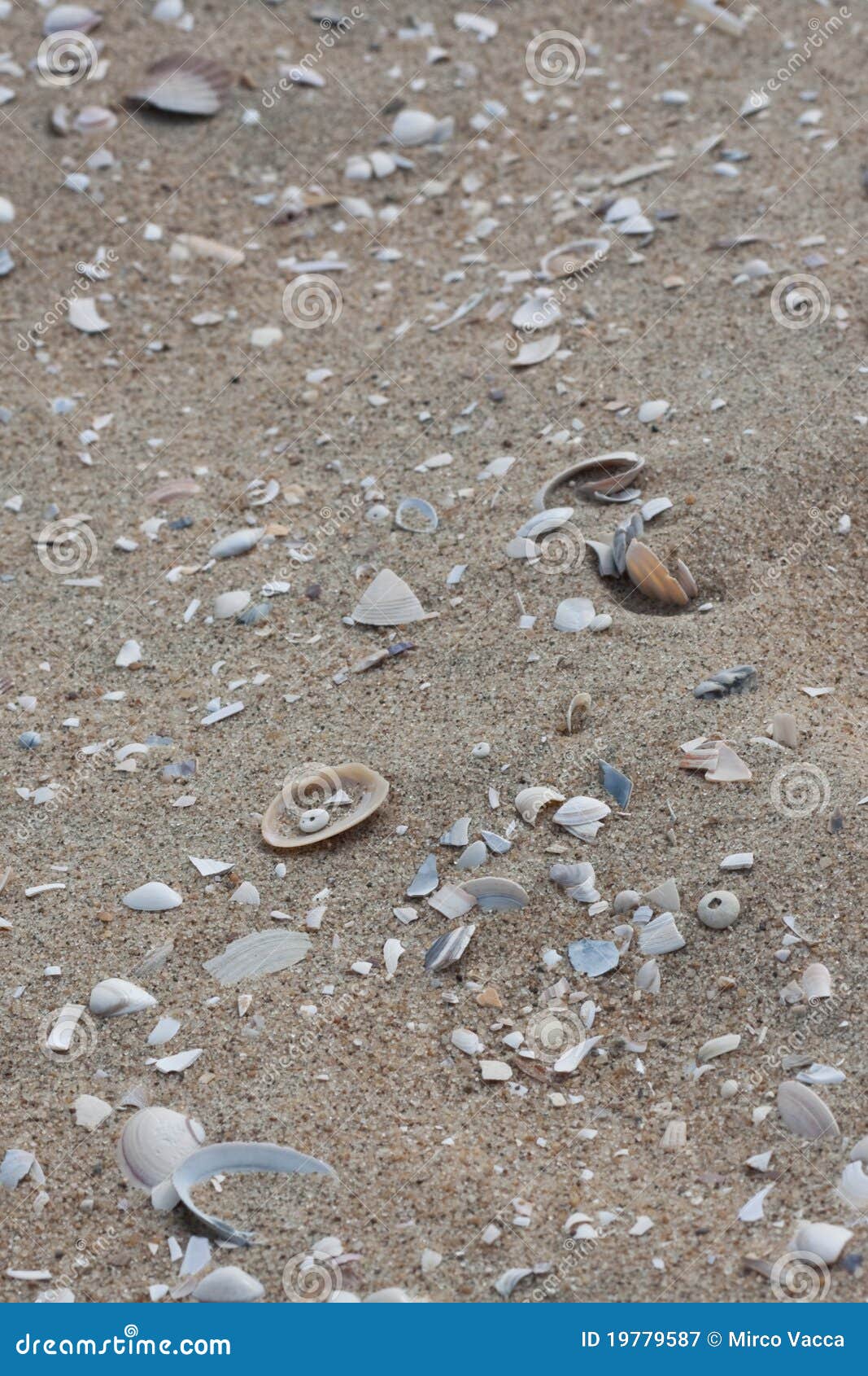 Sand and shells stock image. Image of rock, summer, holiday - 19779587