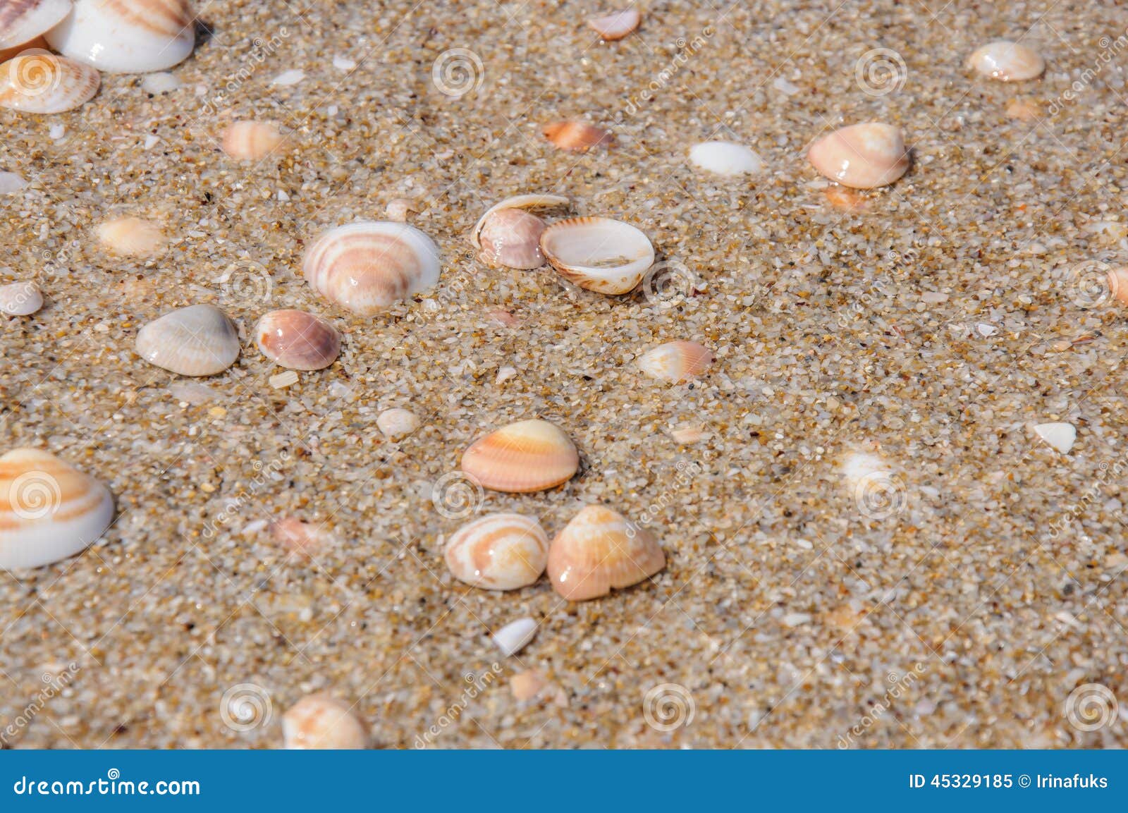 Sand and shells background stock image. Image of conch - 45329185