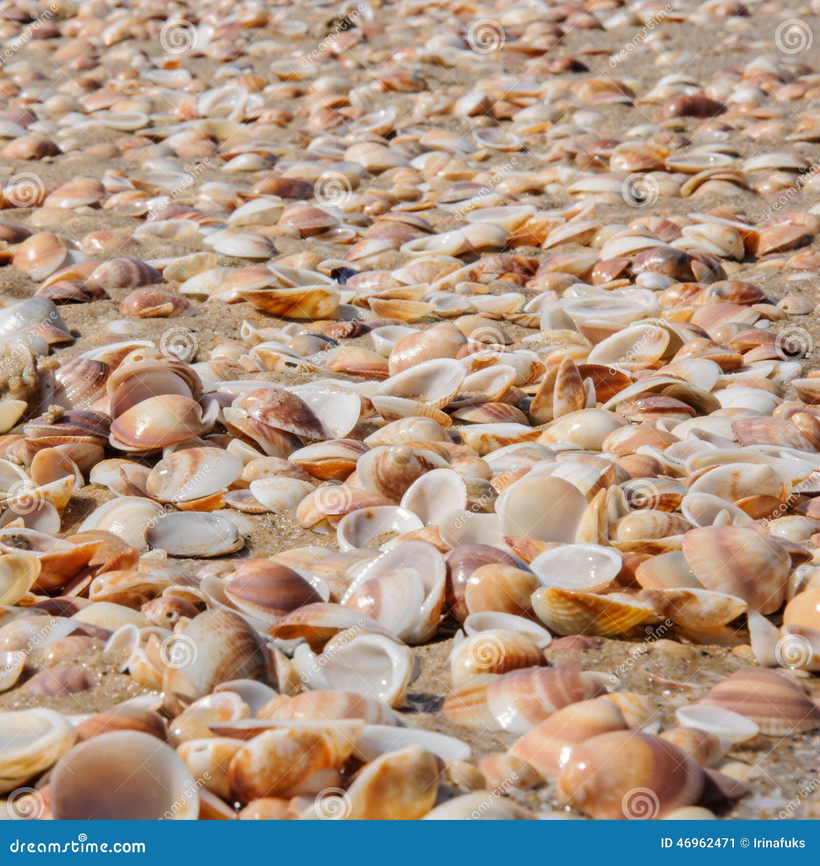 Sand and shells background stock image. Image of frame - 46962471