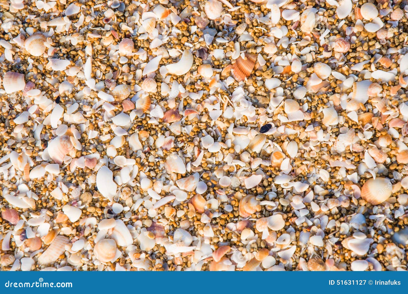 Sand and shells background stock image. Image of coast - 51631127