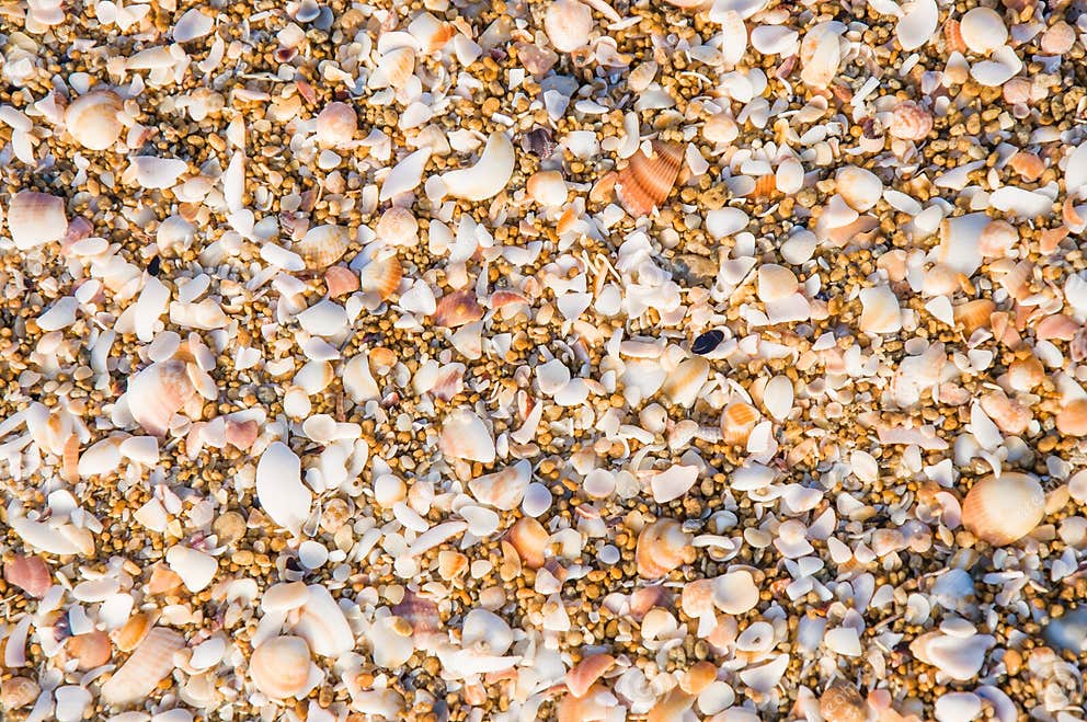 Sand and shells background stock image. Image of coast - 51631127