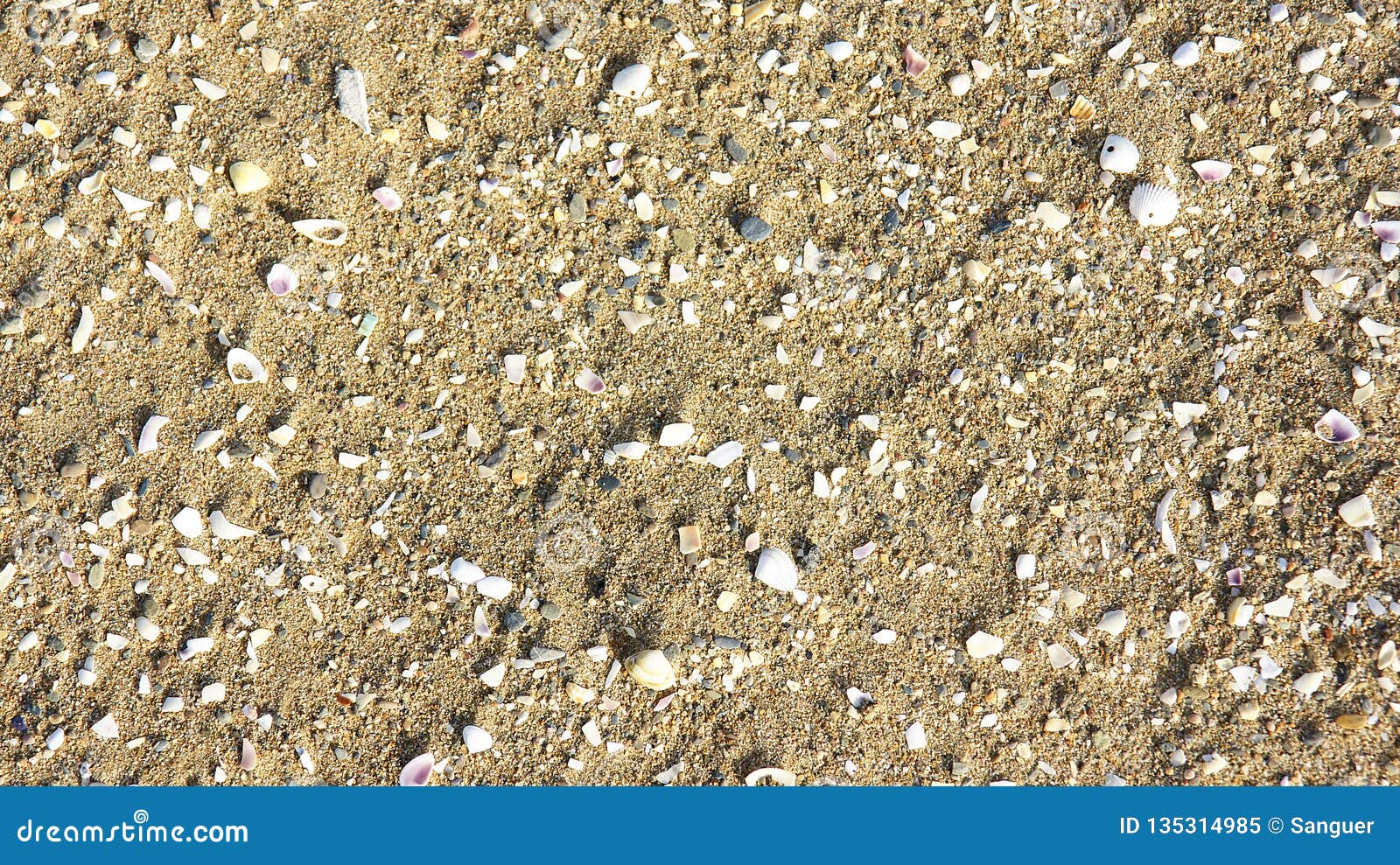 Sand and Shells on the Beach Sand for Backgrounds Stock Image - Image ...