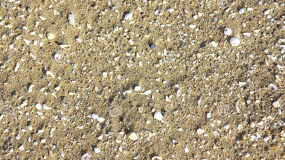 Sand and Shells on the Beach Sand for Backgrounds Stock Image - Image ...