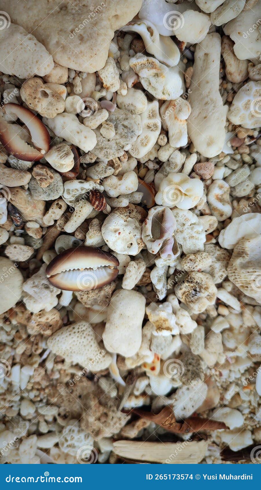 Sand and Shells from a Beach Stock Photo - Image of beach, sand: 265173574