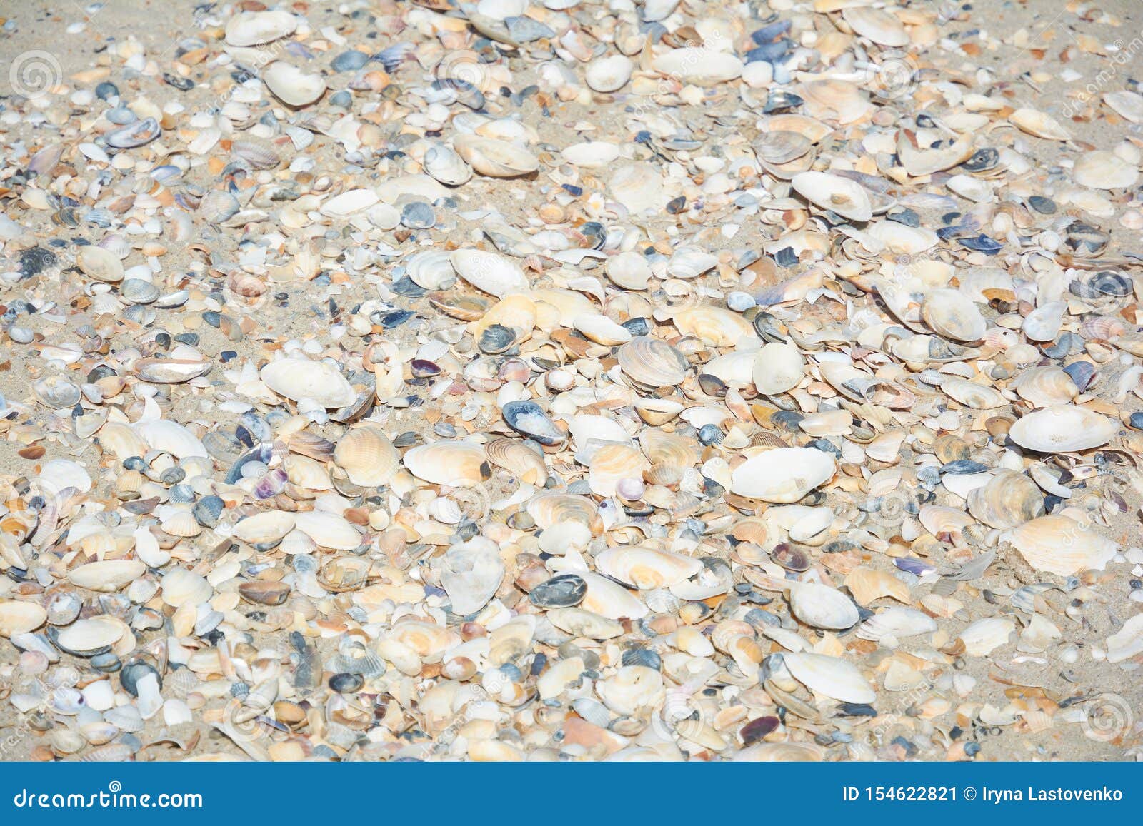 Sand with Shells. Beach Sand on Sea Shore Stock Image - Image of ...