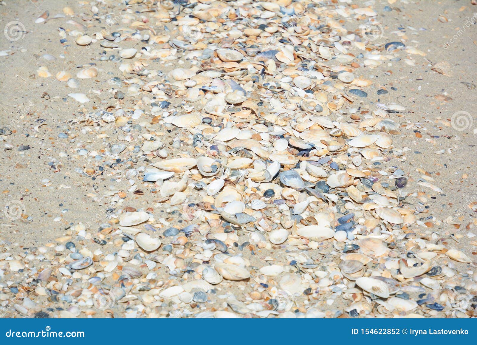 Sand with Shells. Beach Sand on Sea Shore Stock Photo - Image of dune ...
