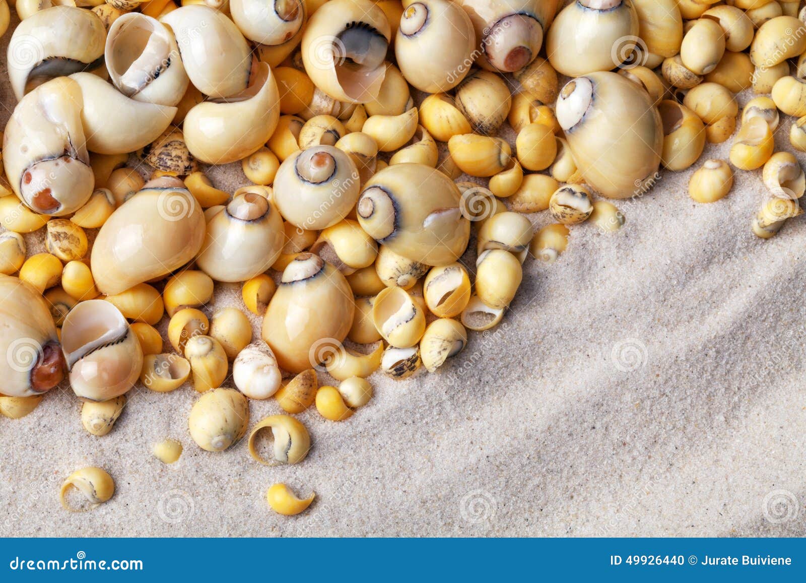 Sand and shells stock photo. Image of exotic, closeup - 49926440