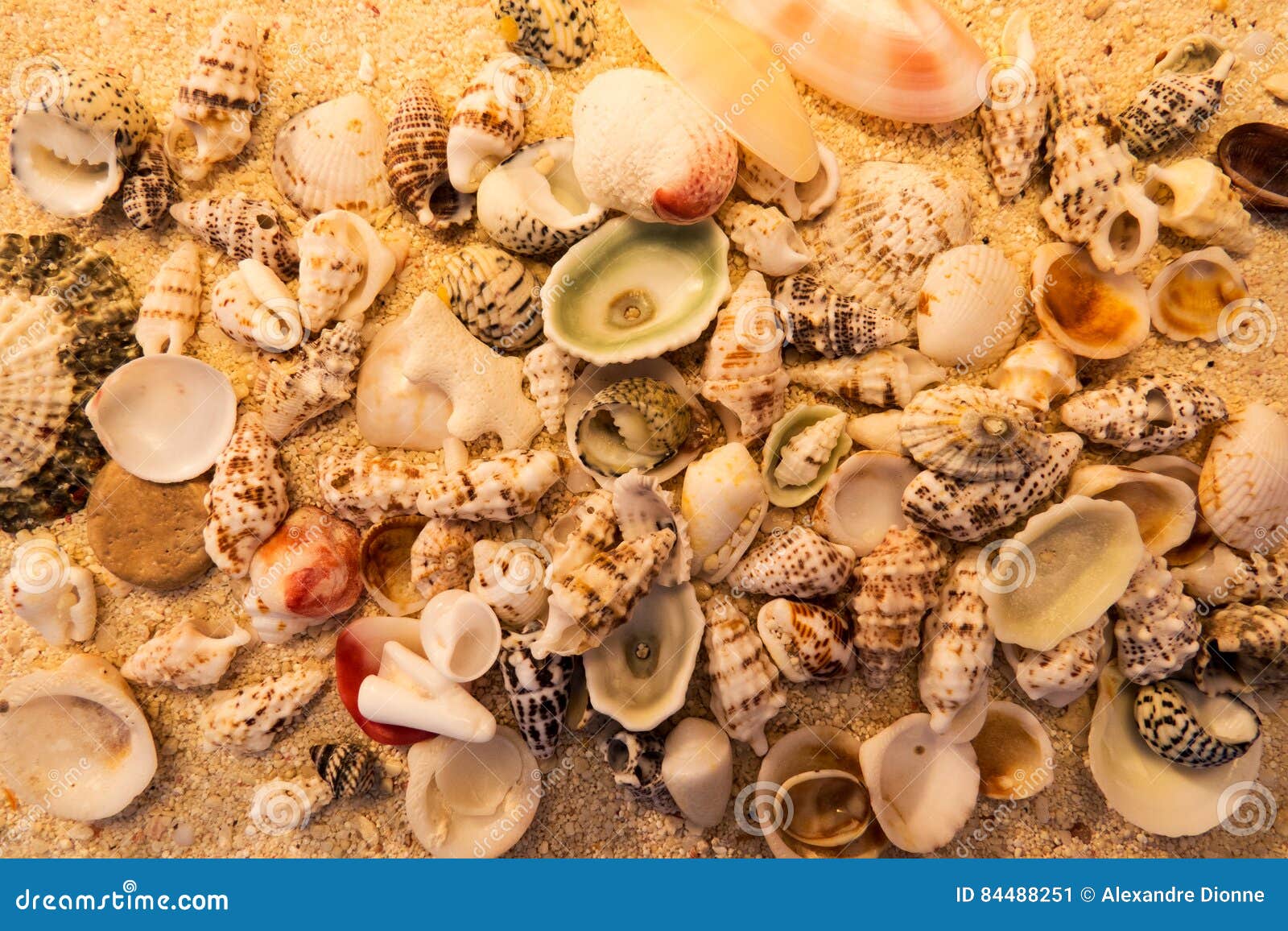 Sand and Shells stock image. Image of sandy, pattern - 84488251