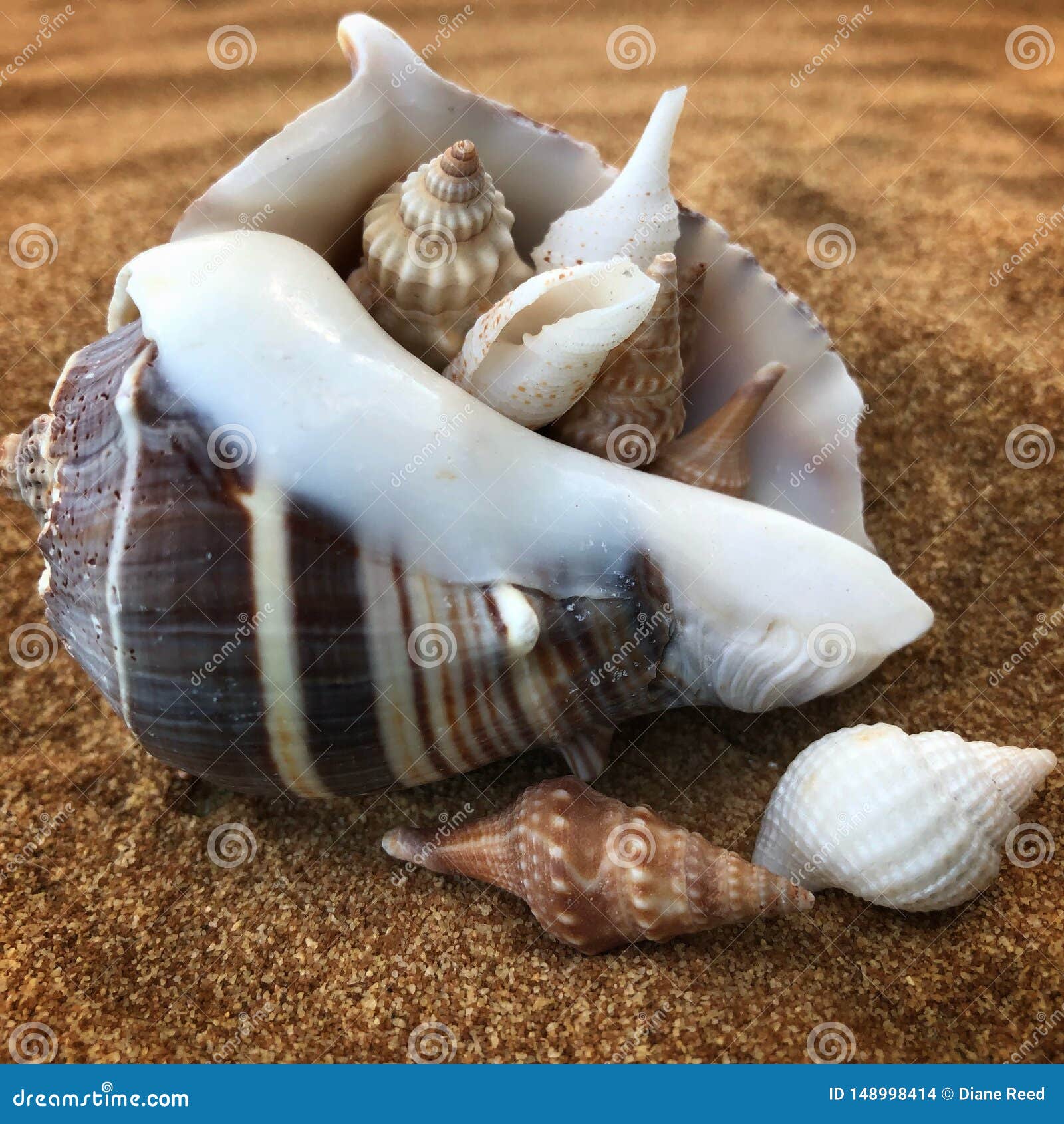 Sand and Shells stock photo. Image of shells, together - 148998414