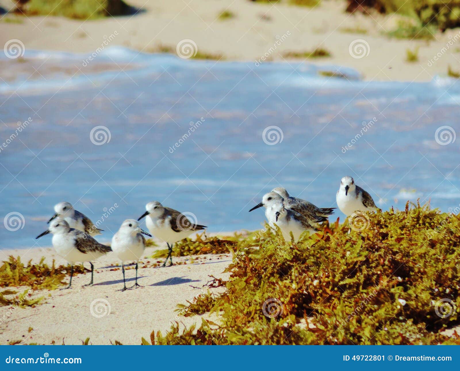 Skitters Stock Photos - Free & Royalty-Free Stock Photos from Dreamstime