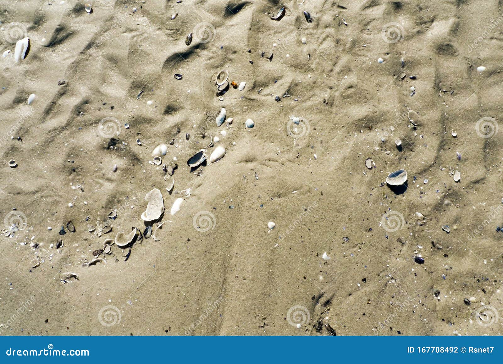 Sand with Small Stones and Shells on the Beach Stock Photo - Image of ...