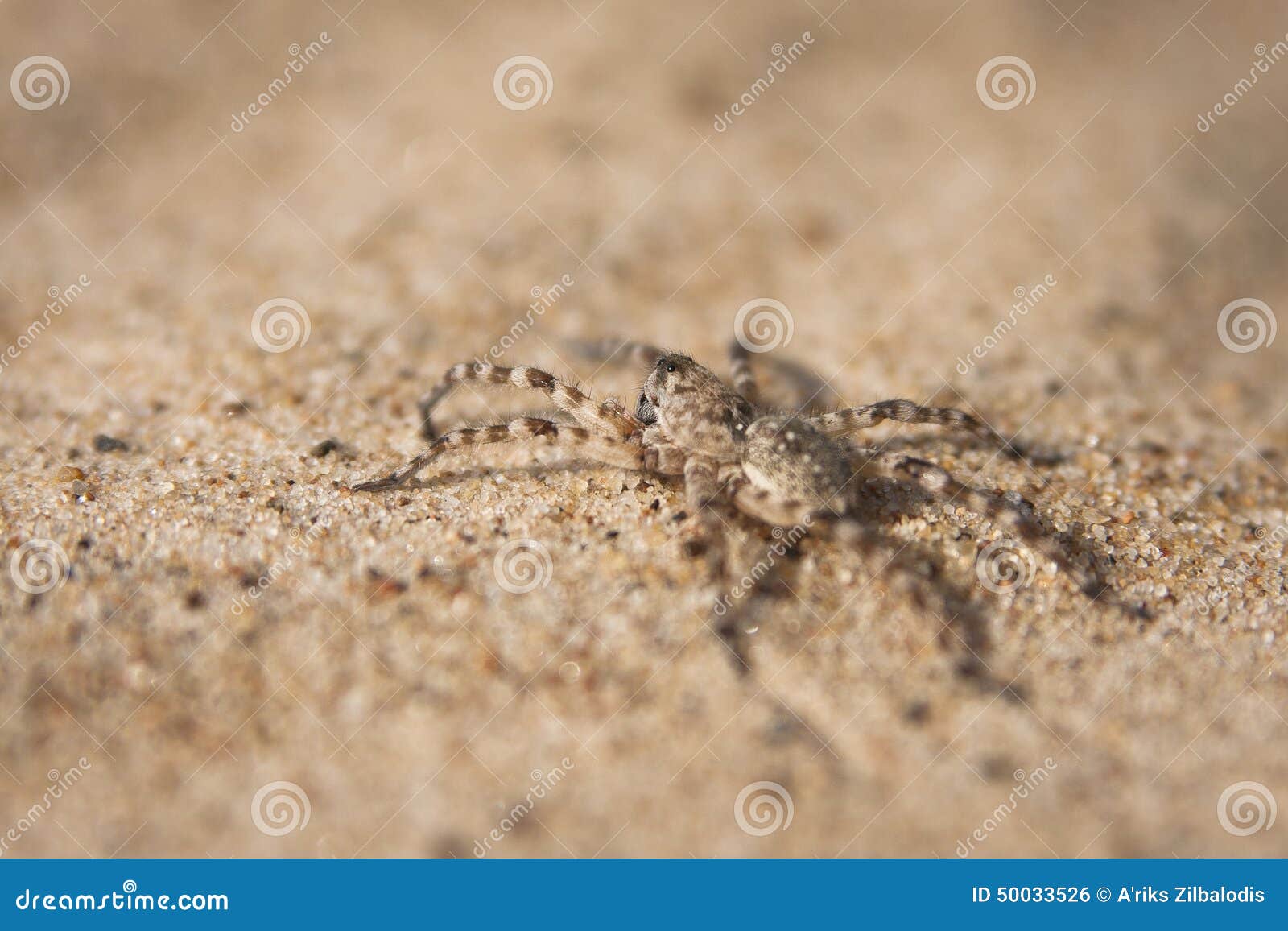 Sand spider stock photo. Image of spider, sunlight, poisonous - 50033526