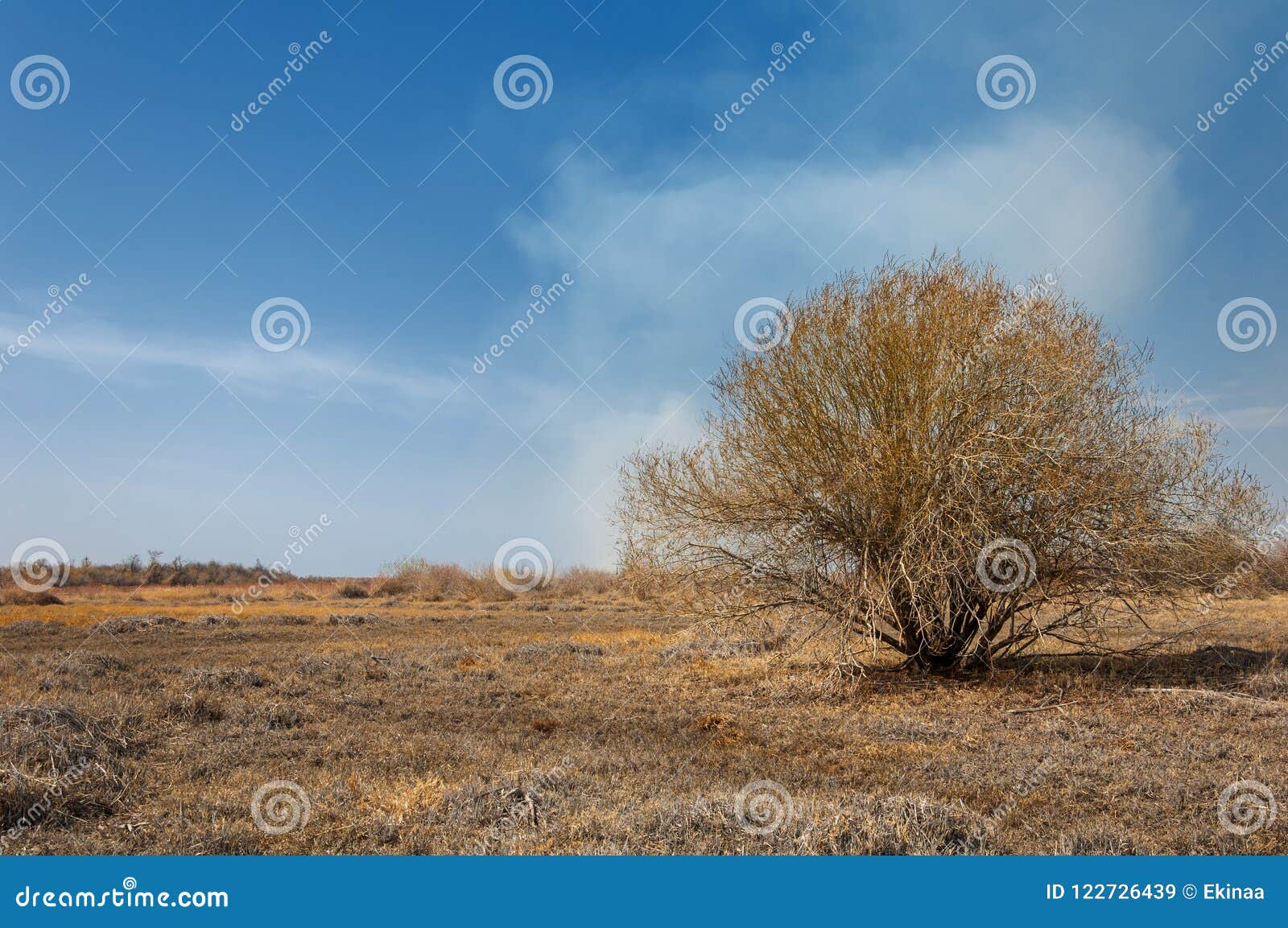 Sand spring steppe stock image. Image of field, desert - 122726439