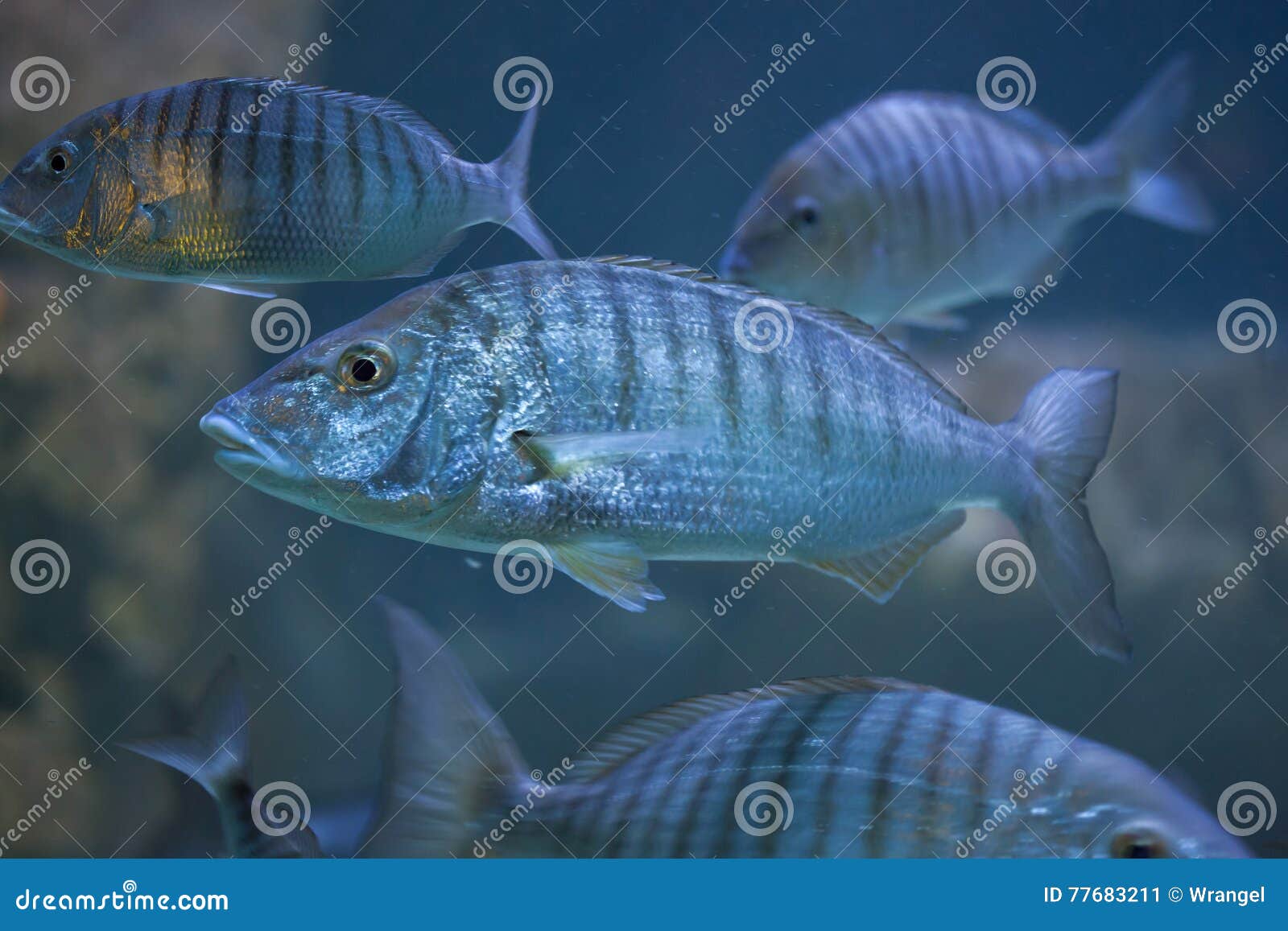 Sand Steenbras (Lithognathus Mormyrus). Stock Image - Image of animal ...