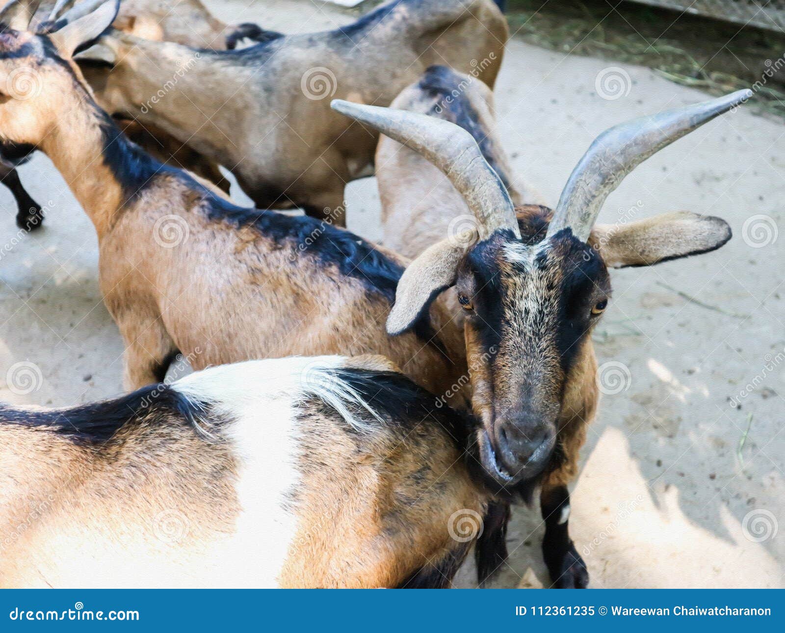 Sand Stone Texture Effect of Image of Close Up Face of Goat in T Stock ...