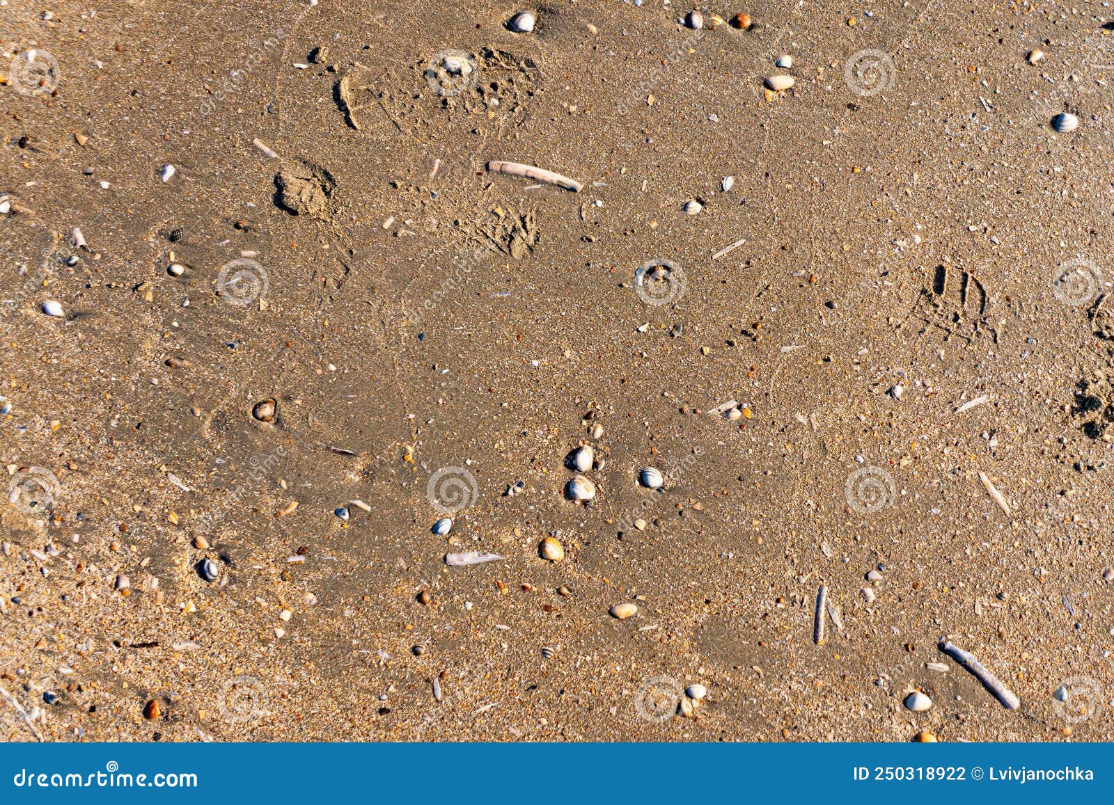 Sand Texture Beach. Natural Sand Texture Pattern with Shells Stock ...