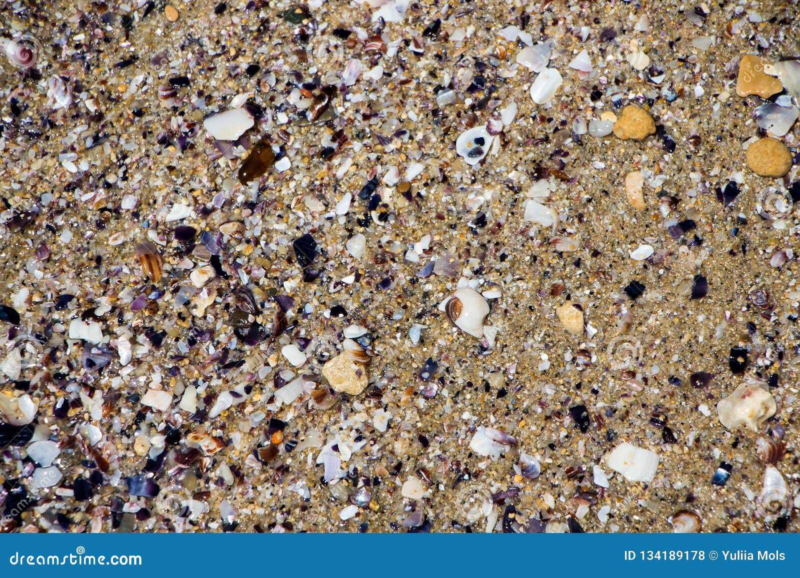 Sand Texture with Sea Shells Stock Photo - Image of concrete, pavement ...