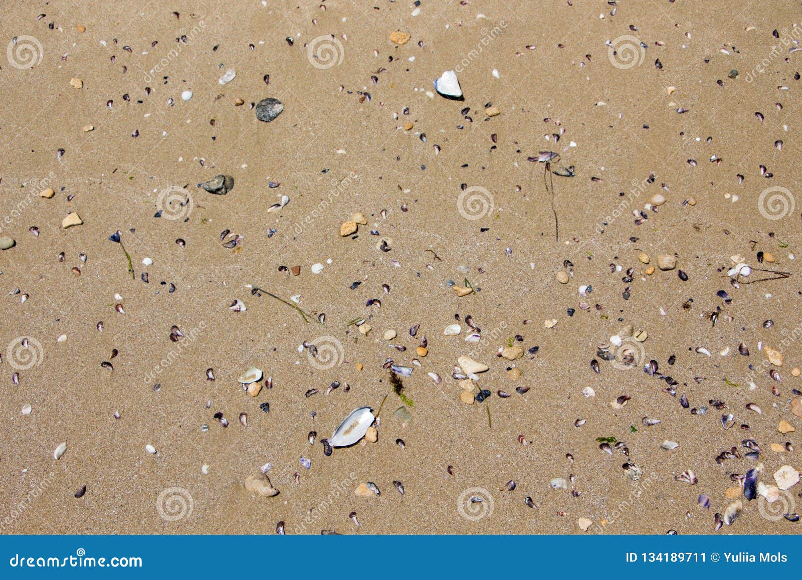 Sand Texture with Sea Shells Stock Image - Image of ocean, closeup ...