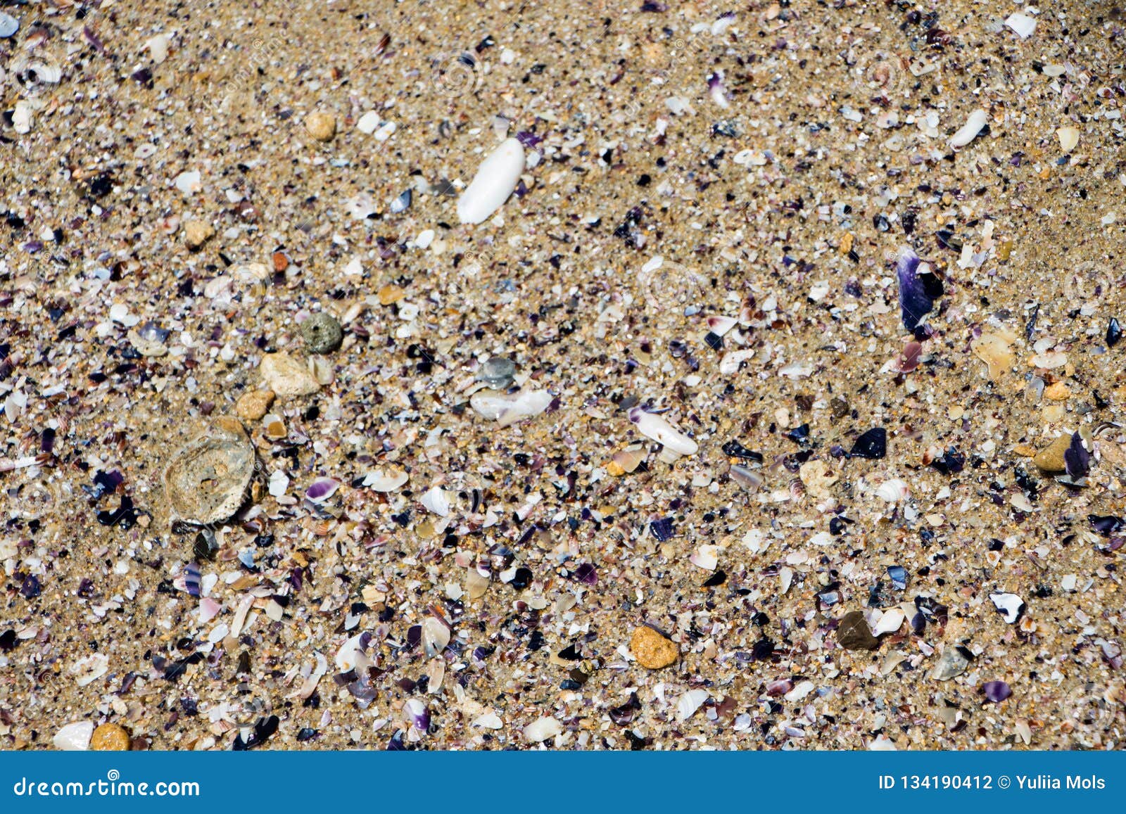 Sand Texture with Sea Shells Stock Photo - Image of pavement, gravel ...