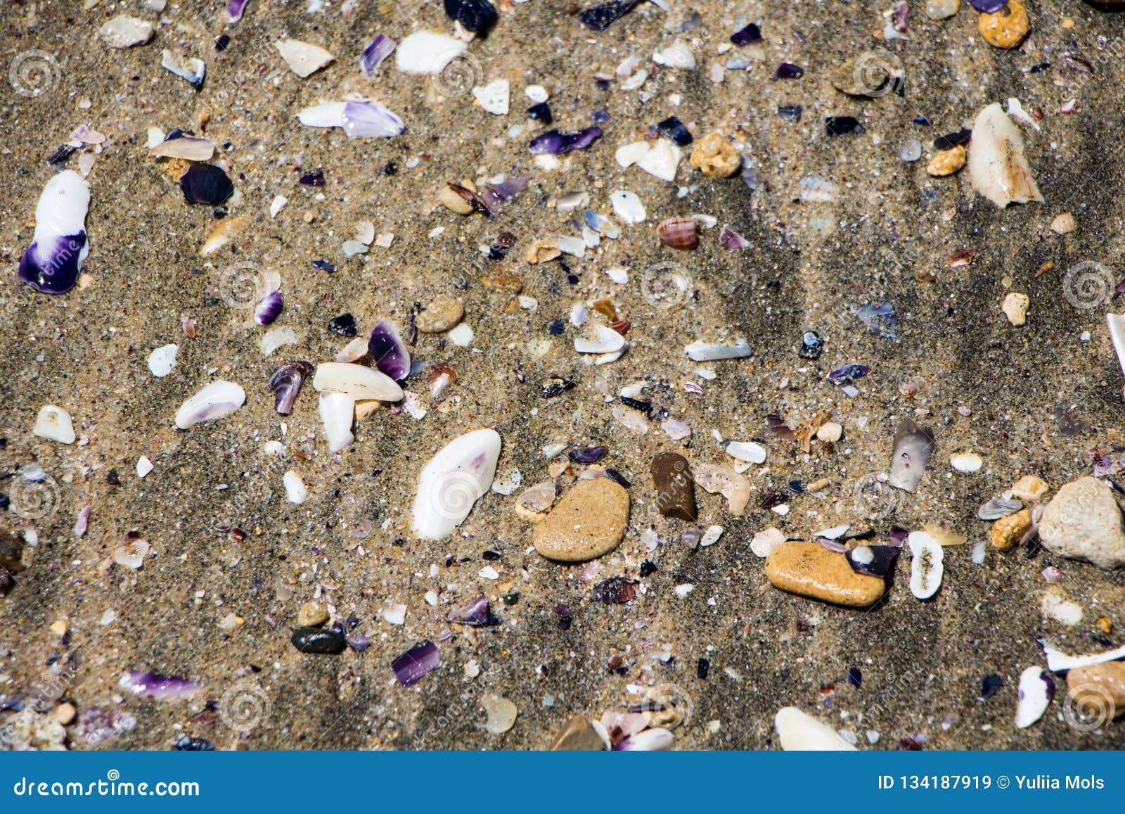 Sand Texture with Sea Shells Stock Image - Image of natural, rocks ...