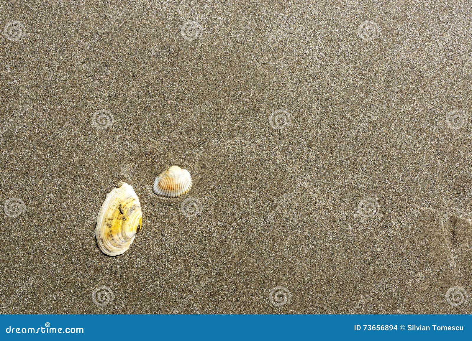 Sand Texture with Sea Shells Stock Photo - Image of sand, beach: 73656894