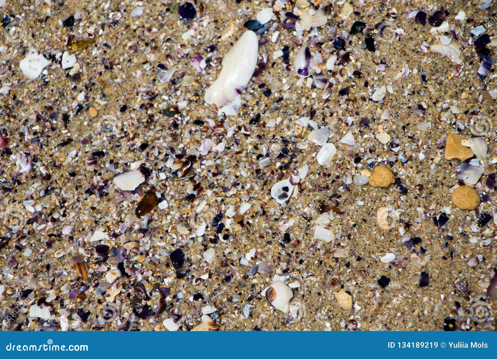 Sand Texture with Sea Shells Stock Image - Image of gray, grey: 134189219