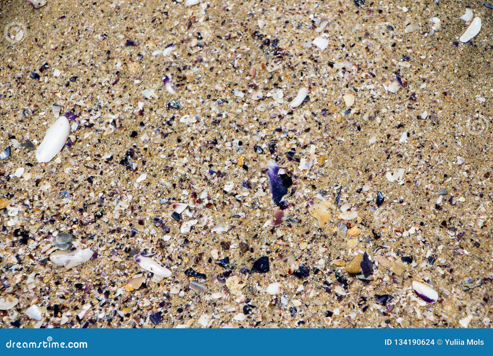Sand Texture with Sea Shells Stock Photo - Image of beach, grey: 134190624