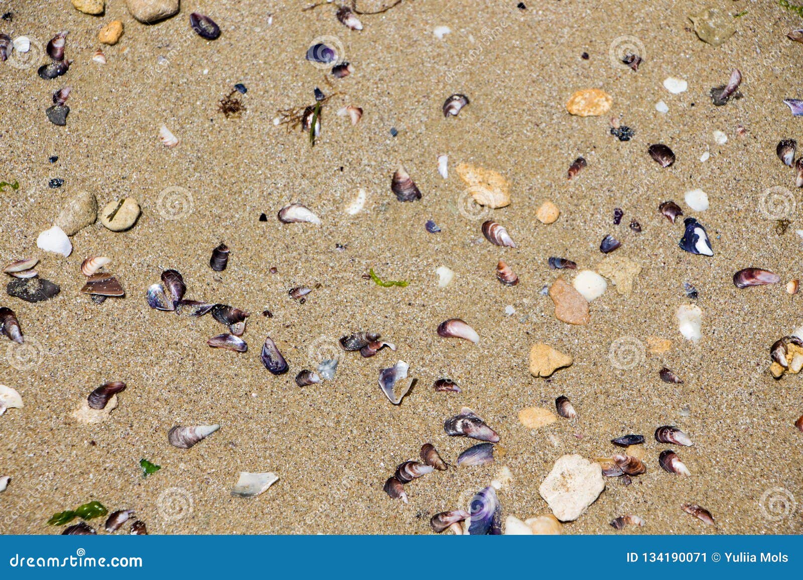 Sand Texture with Sea Shells Stock Image - Image of sand, golden: 134190071
