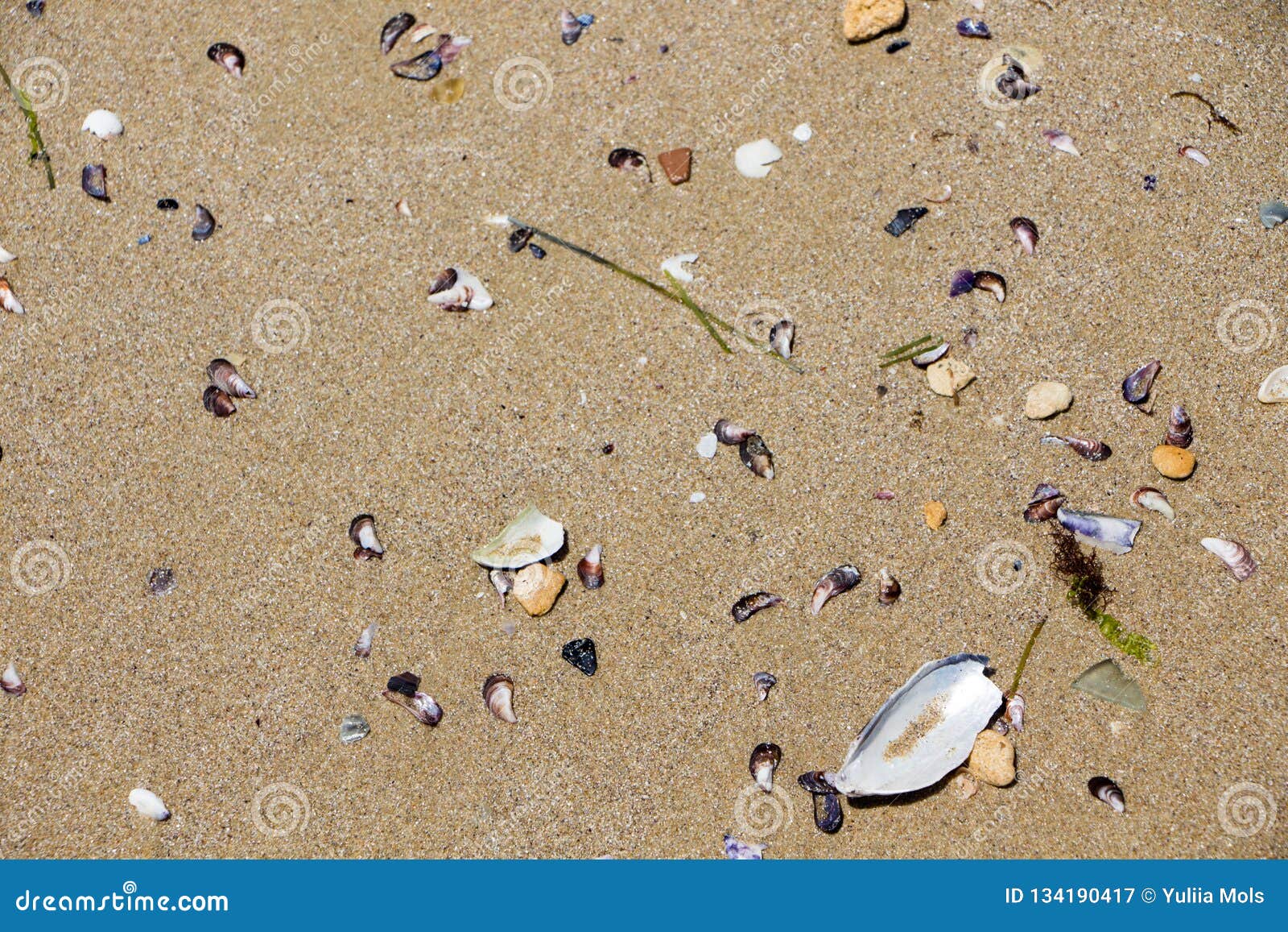 Sand Texture with Sea Shells Stock Image - Image of rock, abstract ...