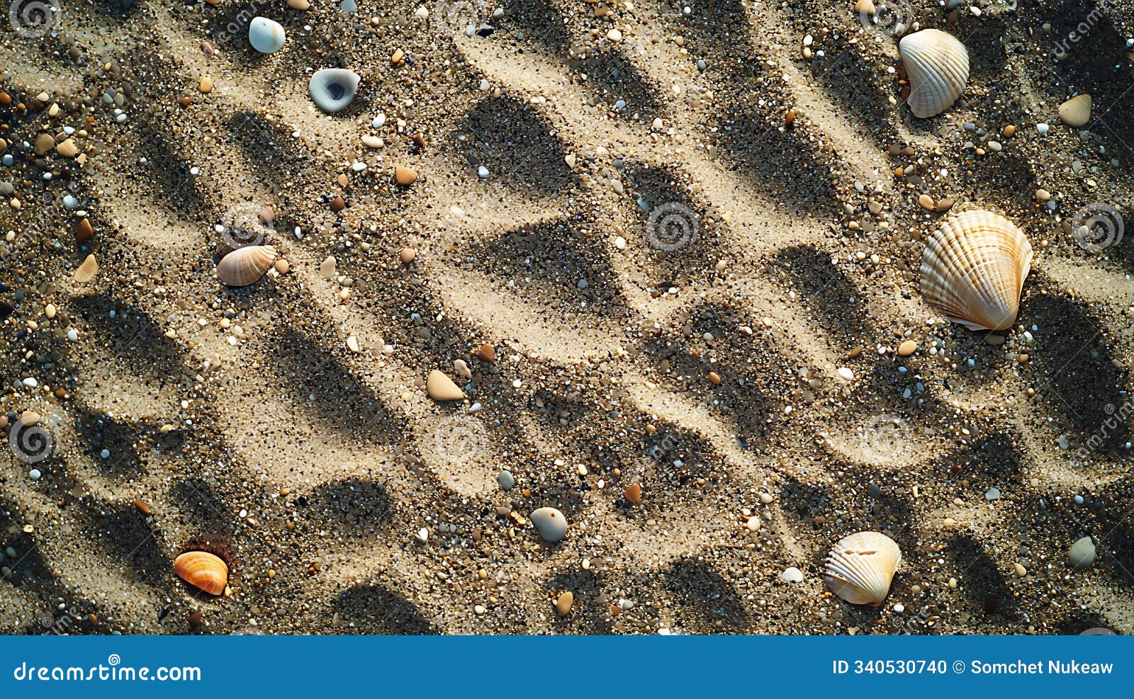 Sand Texture With Seashells On A Natural Beach Surface Royalty-Free ...