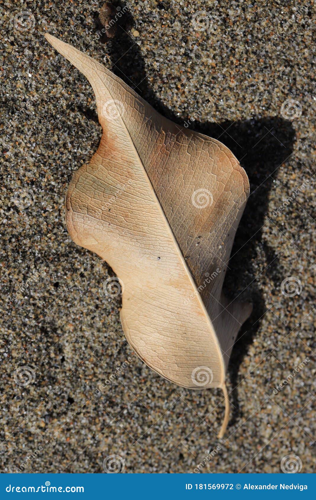 Dry Leaf on the Sand Texture Stock Photo - Image of backgrounds, summer ...
