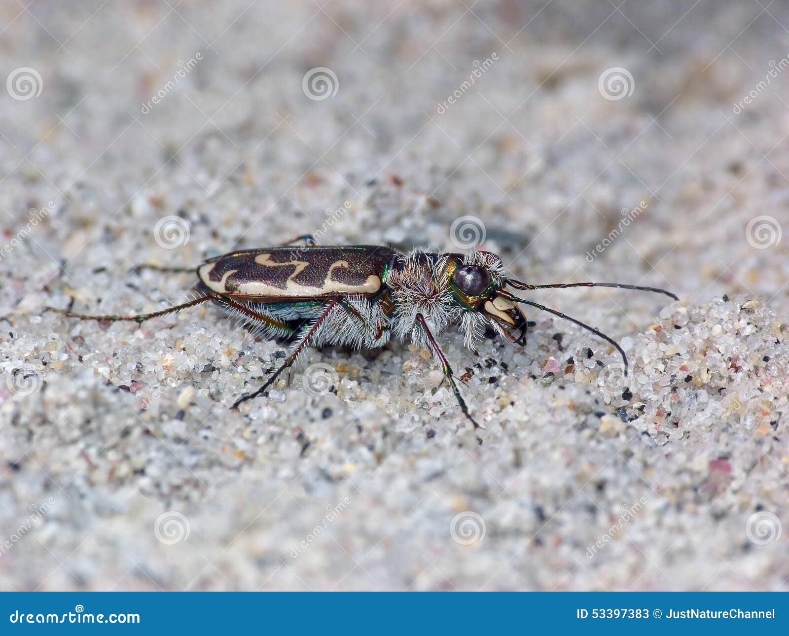 Sand Tiger Beetle stock image. Image of beetle, closeup - 53397383