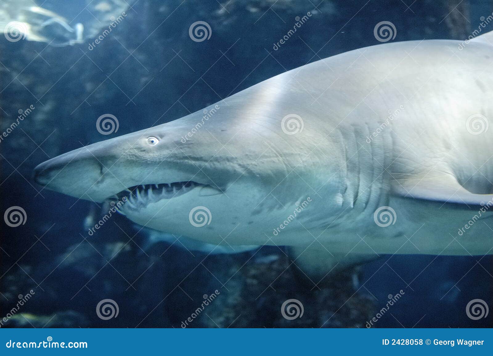 Sand-Tiger-Haifisch stockfoto. Bild von queens, unterwasseratemgerät ...