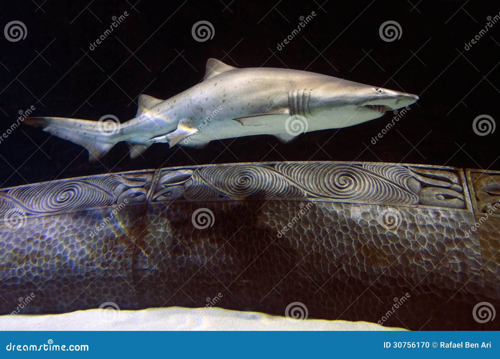 Sand Tiger Shark stockfoto. Bild von wild, leben, flosse - 30756170