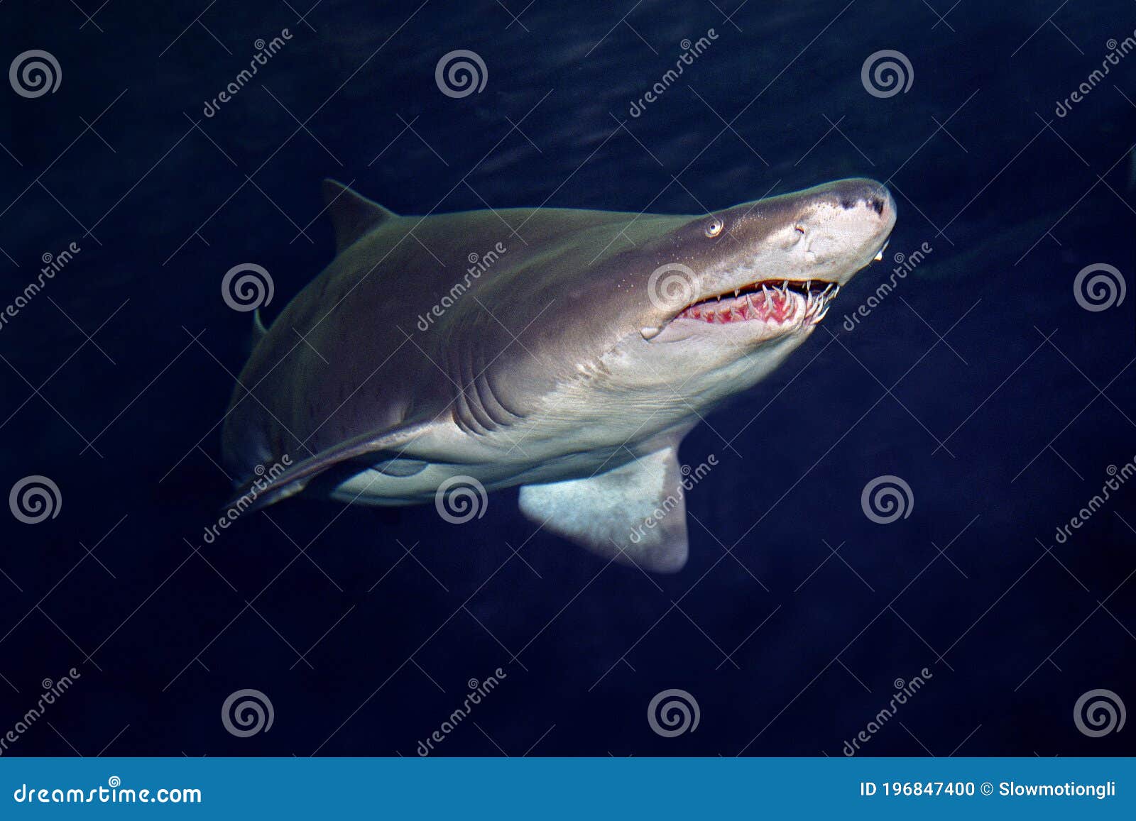 Sand Tiger Shark or Grey Nurse Shark, Carcharias Taurus Stock Photo ...
