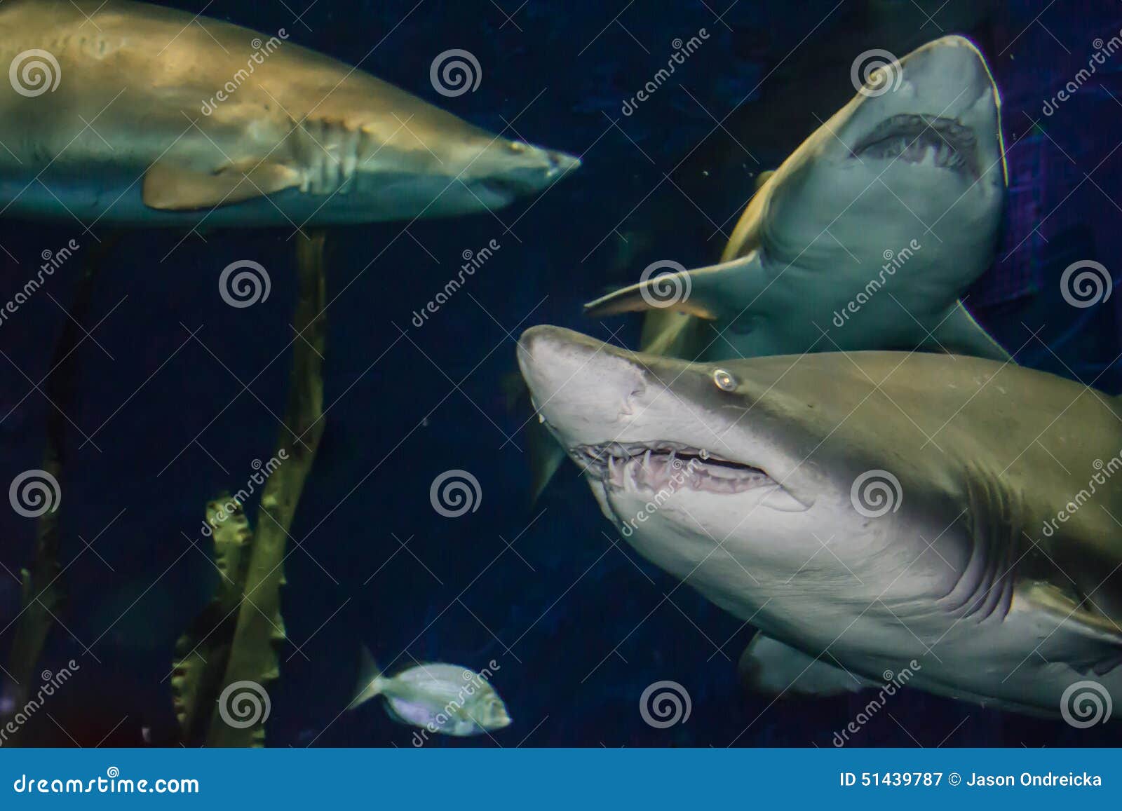Sand Tiger Shark Carcharias Taurus Royalty-Free Stock Photo ...