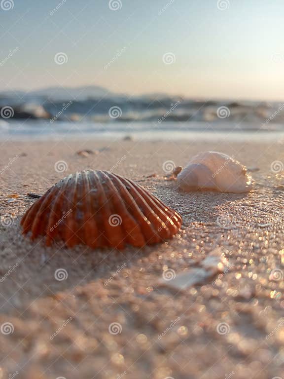 Sand and tiny shells stock photo. Image of tiny, beautiful - 283161506