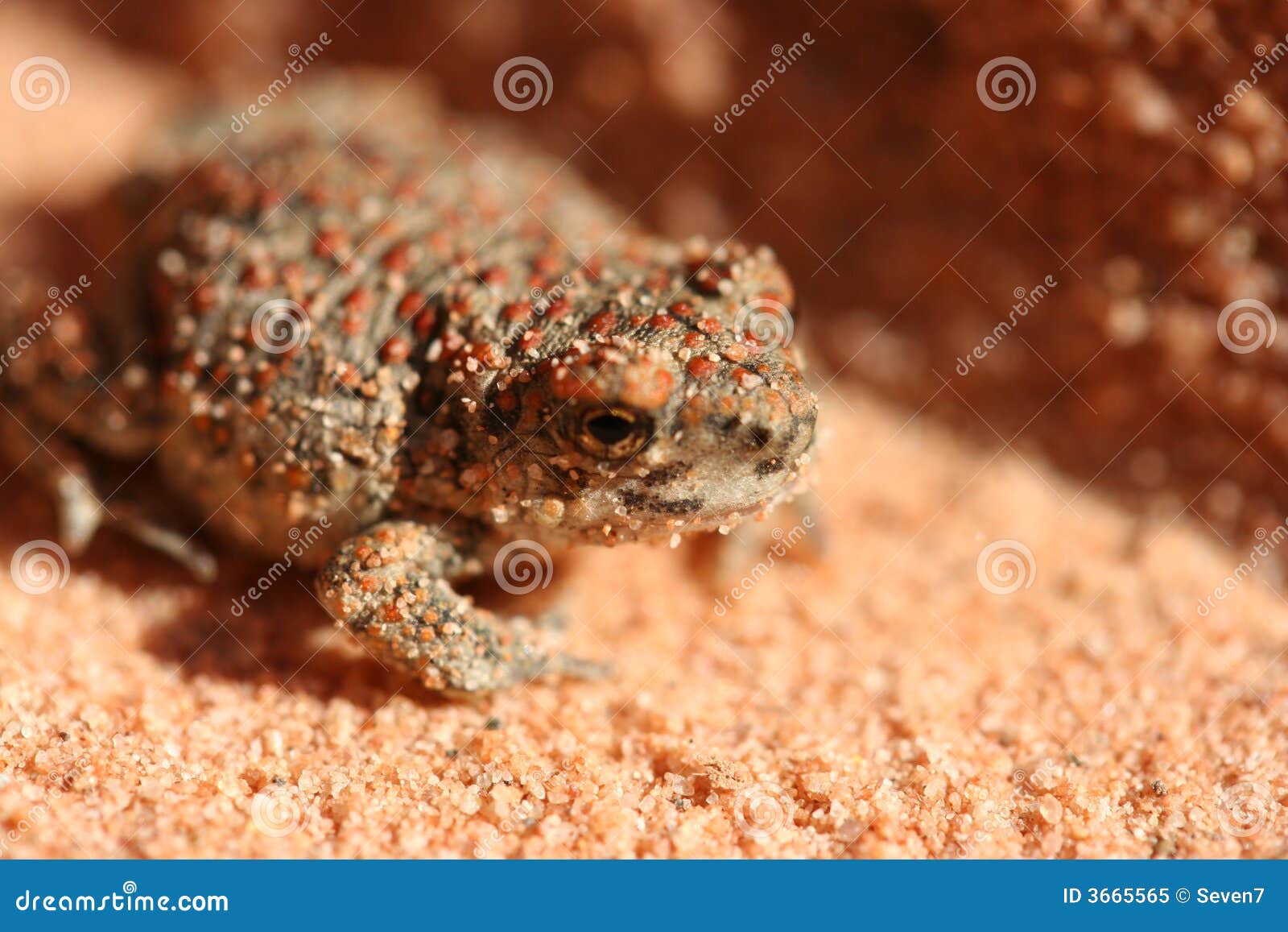 Sand Toad Picture. Image: 3665565