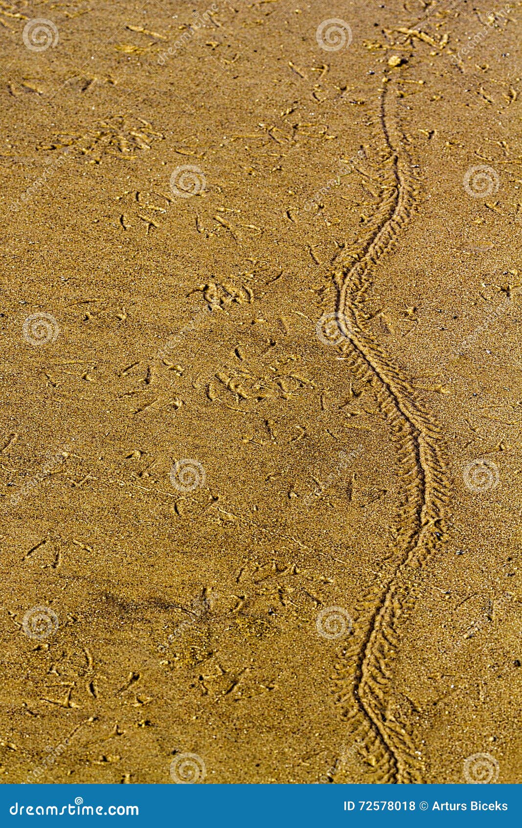 Sand trail stock photo. Image of lands, road, sand, nature - 72578018