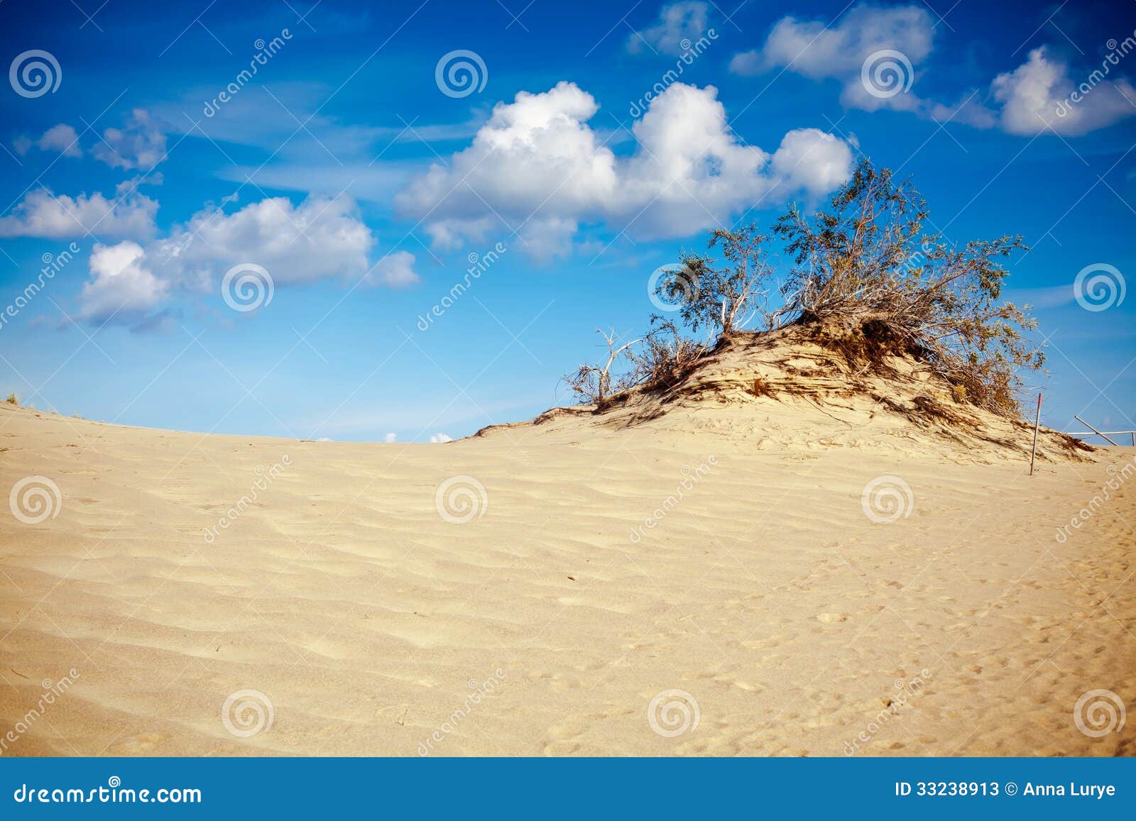 Sand and Tree stock image. Image of nida, neringa, park - 33238913