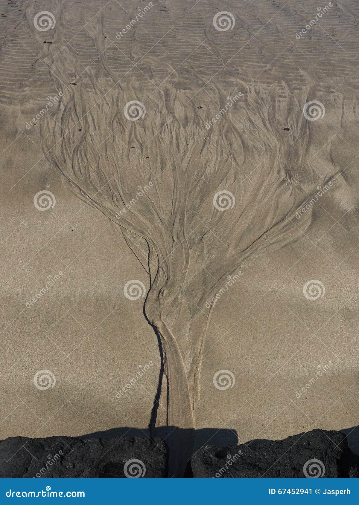 Sand tree stock image. Image of beach, abstract, water - 67452941