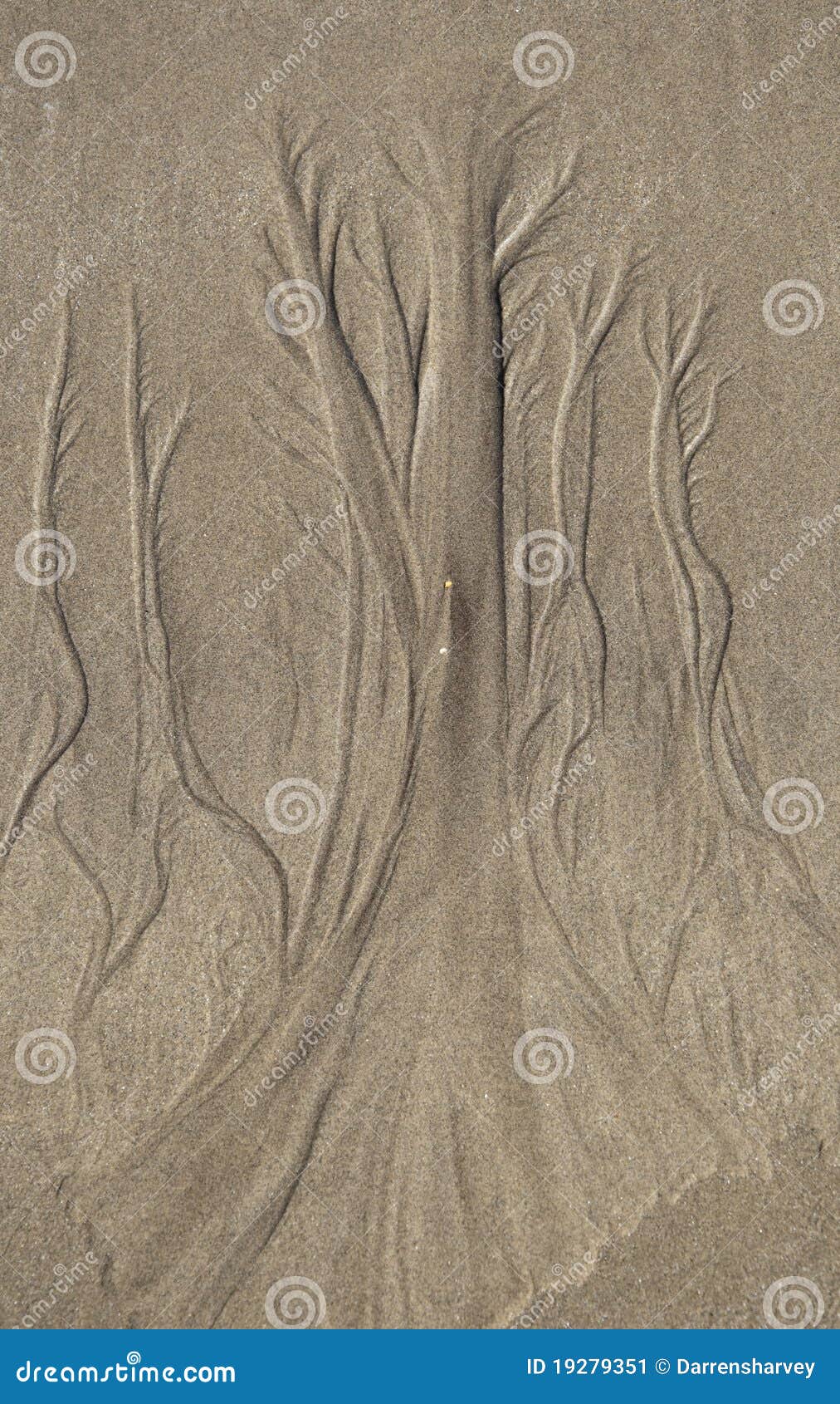 Sand Trees stock image. Image of tide, water, marks, beach - 19279351