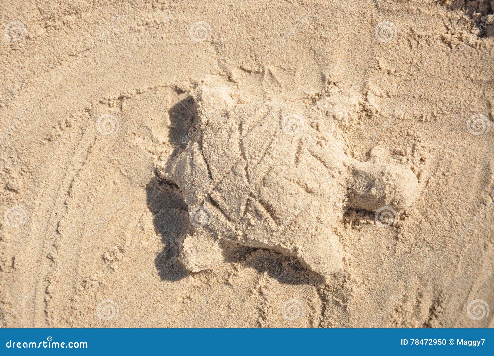 Sand turtle stock photo. Image of relaxation, beauty - 78472950