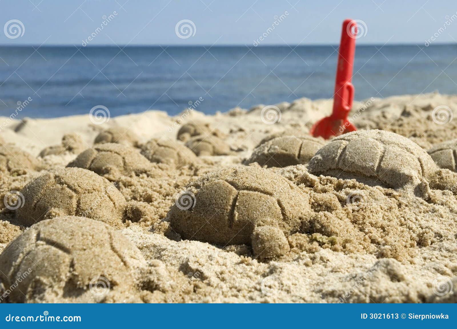 Sand turtles stock image. Image of blue, ocean, nature - 3021613