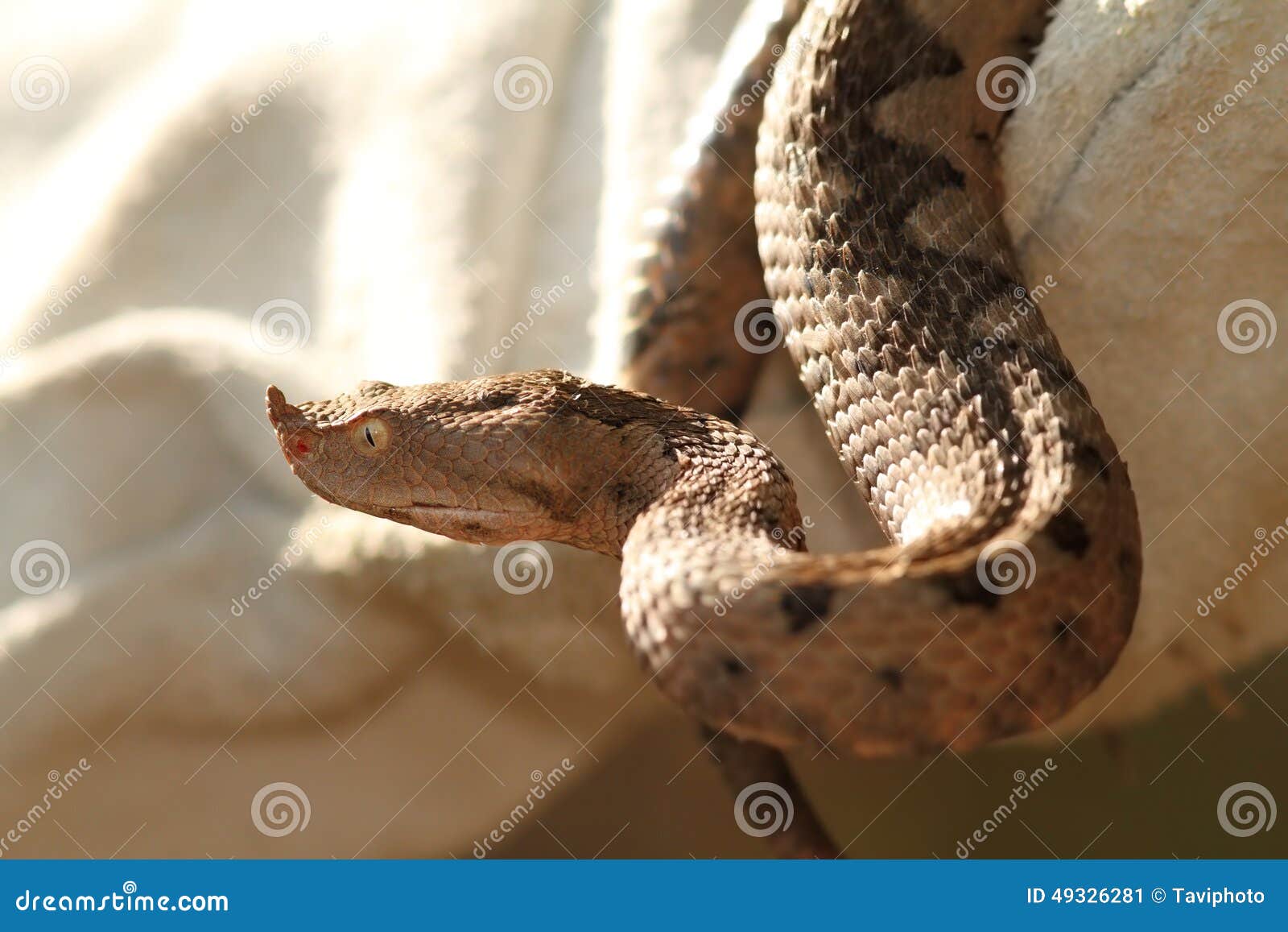 Sand Viper in Leather Glove Stock Image - Image of european, nose: 49326281