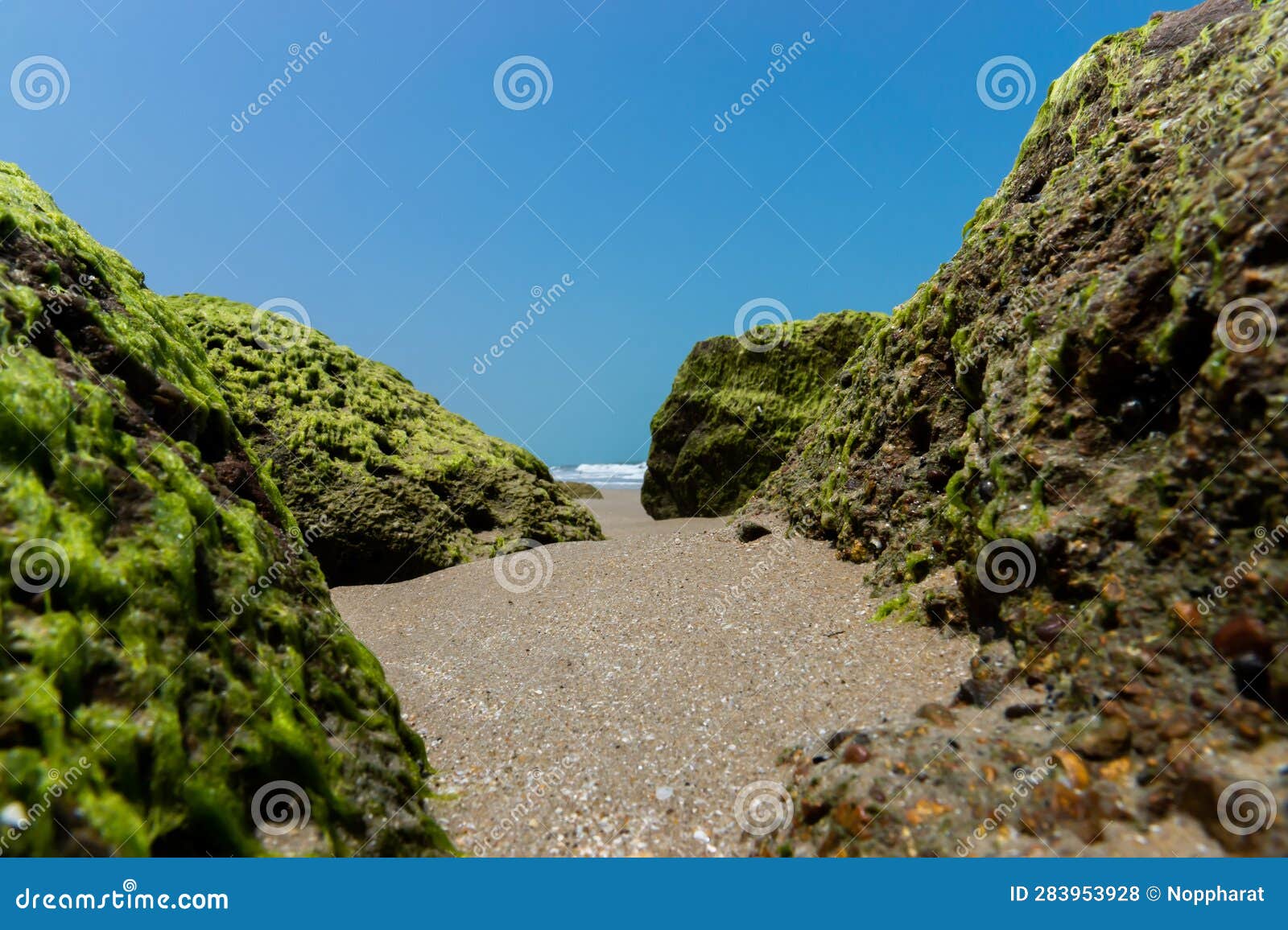 Green algae on rocks stock photo. Image of green, coast - 283953928